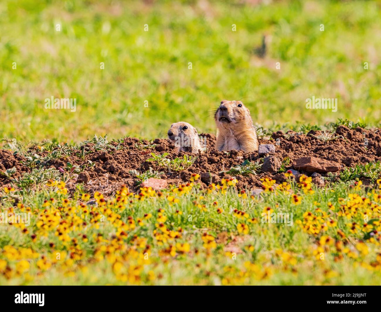 Close up shot of cute Prairie dog family at Oklahoma Stock Photo - Alamy