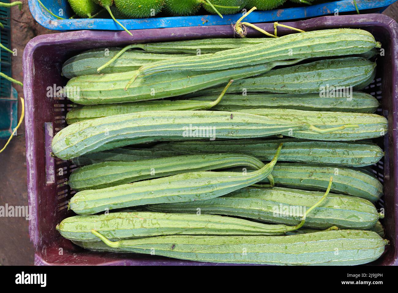 fresh and healthy Snake Gourd stock on shop Stock Photo - Alamy