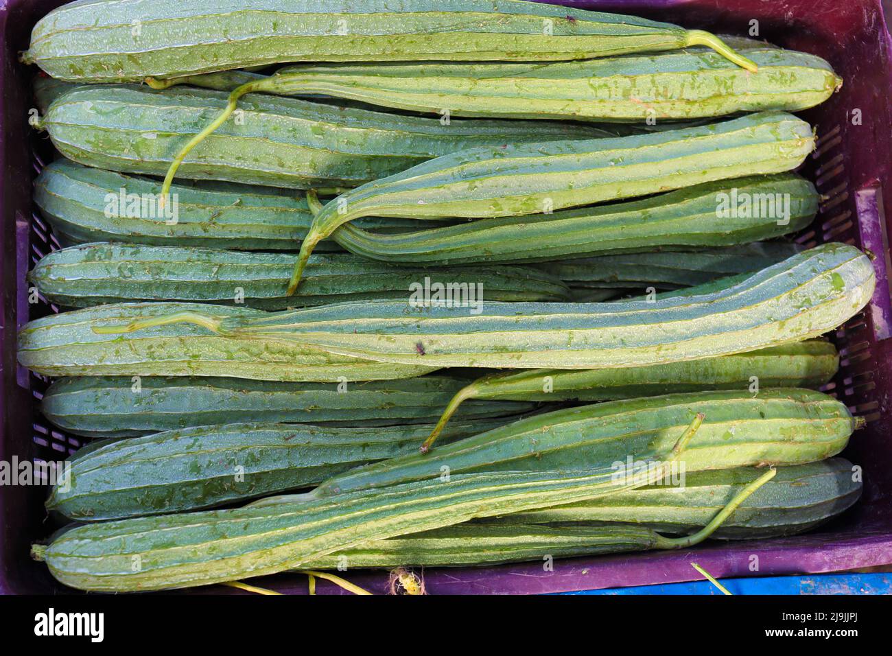 fresh and healthy Snake Gourd stock on shop Stock Photo - Alamy