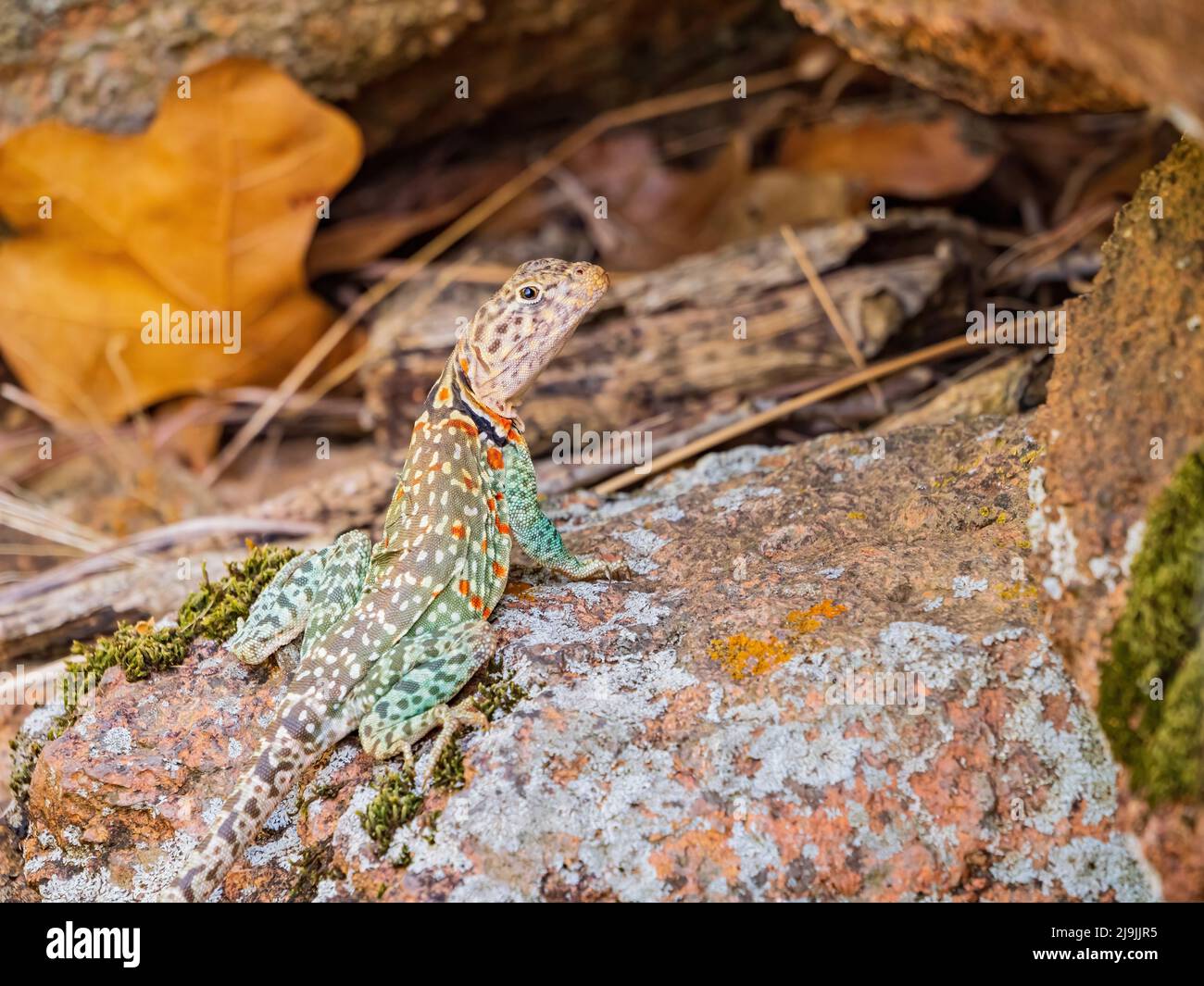 Yellow headed lizard hi-res stock photography and images - Alamy