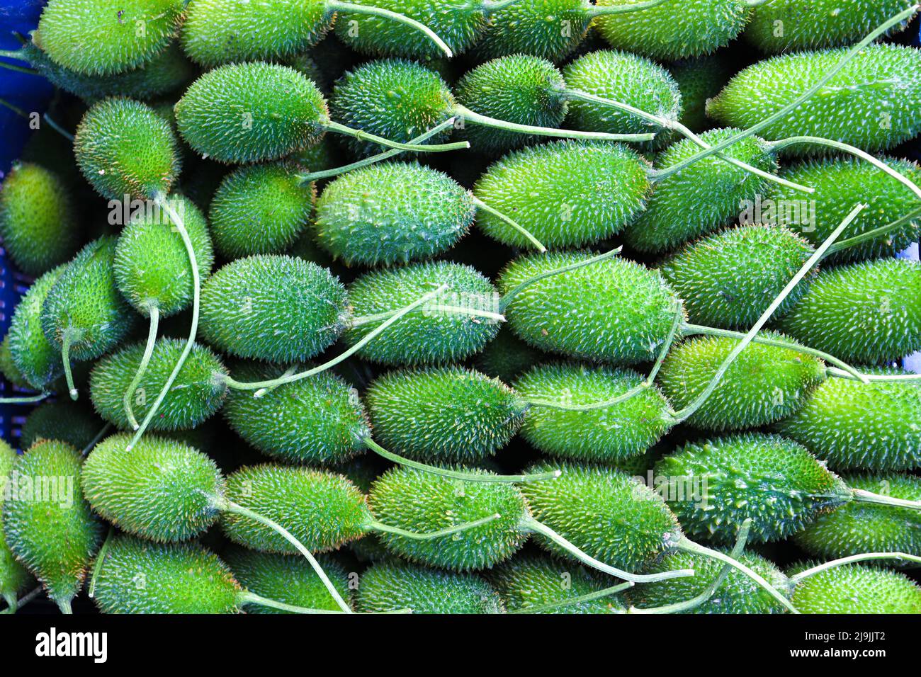 Bitter gourd hi-res stock photography and images - Alamy