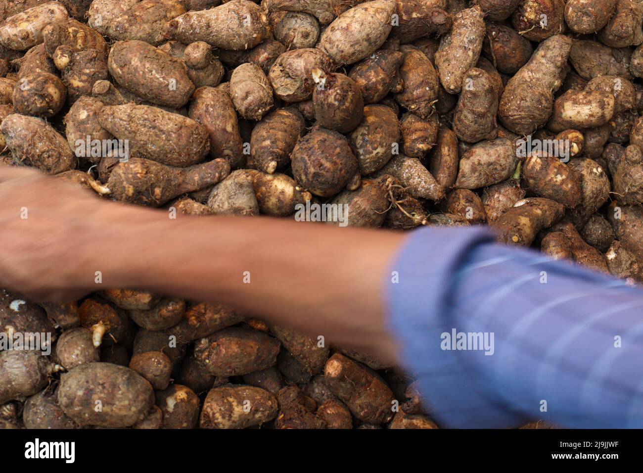 Arbi plant hi-res stock photography and images - Alamy