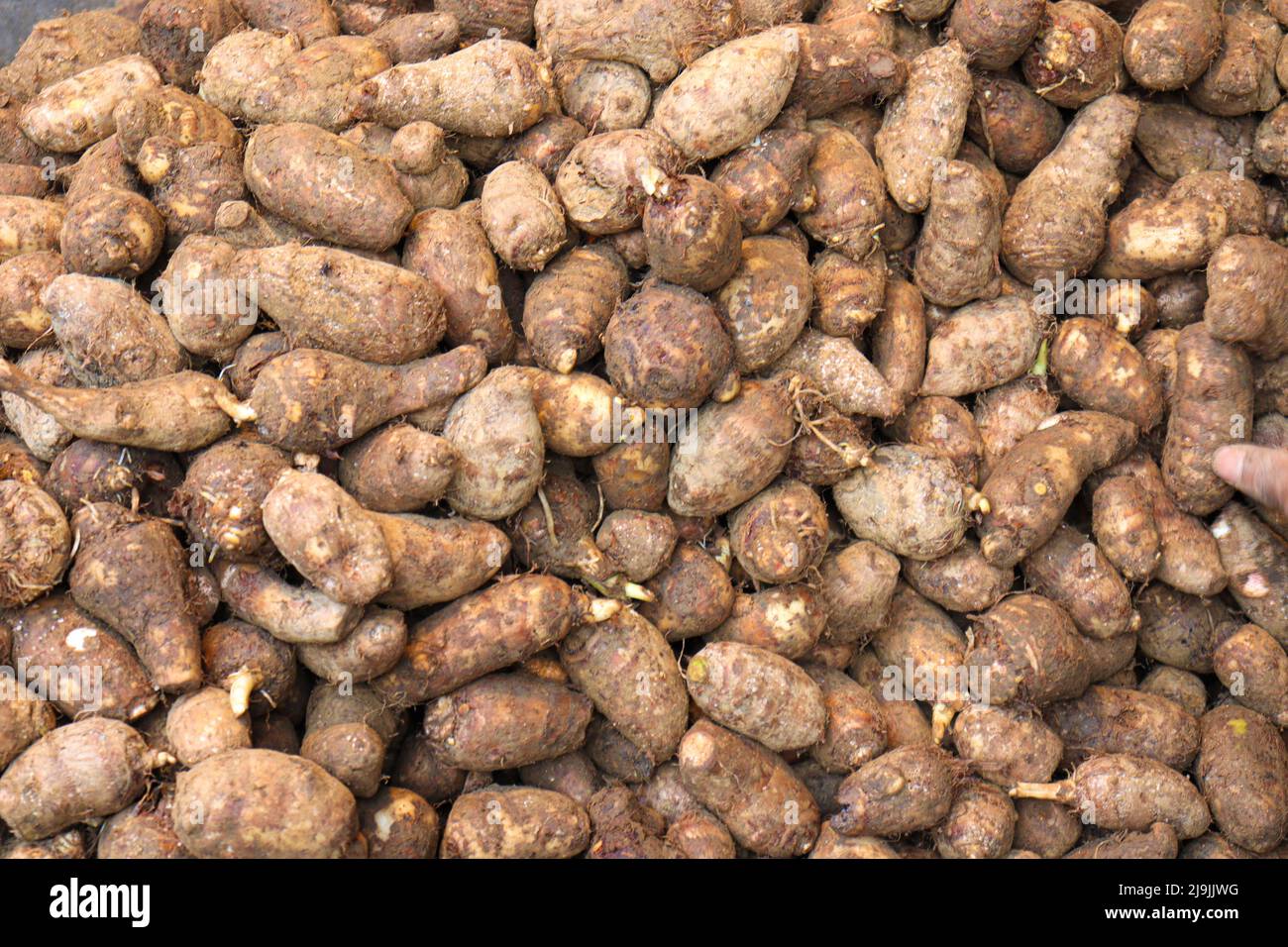 Arbi plant hi-res stock photography and images - Alamy