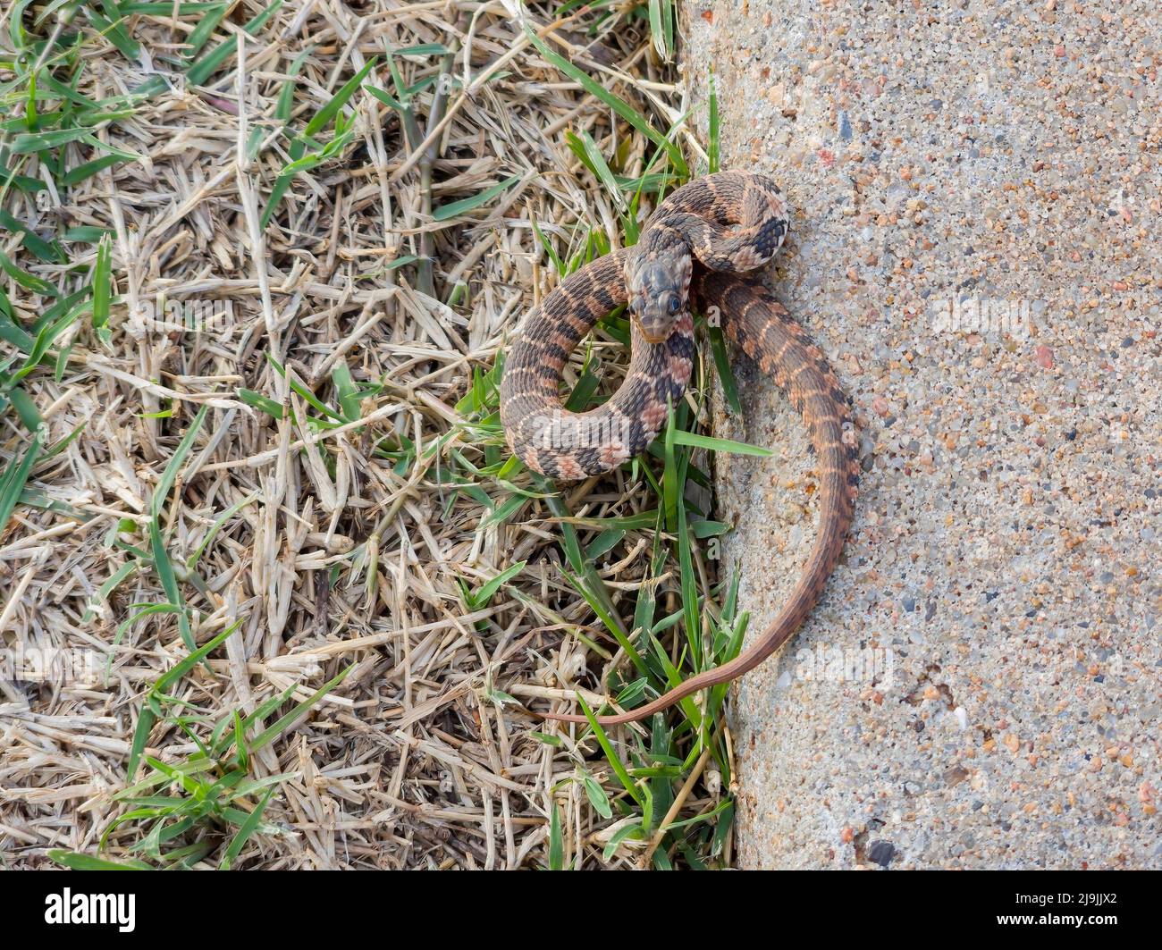 Close up shot of a small snake at Oklahoma Stock Photo - Alamy