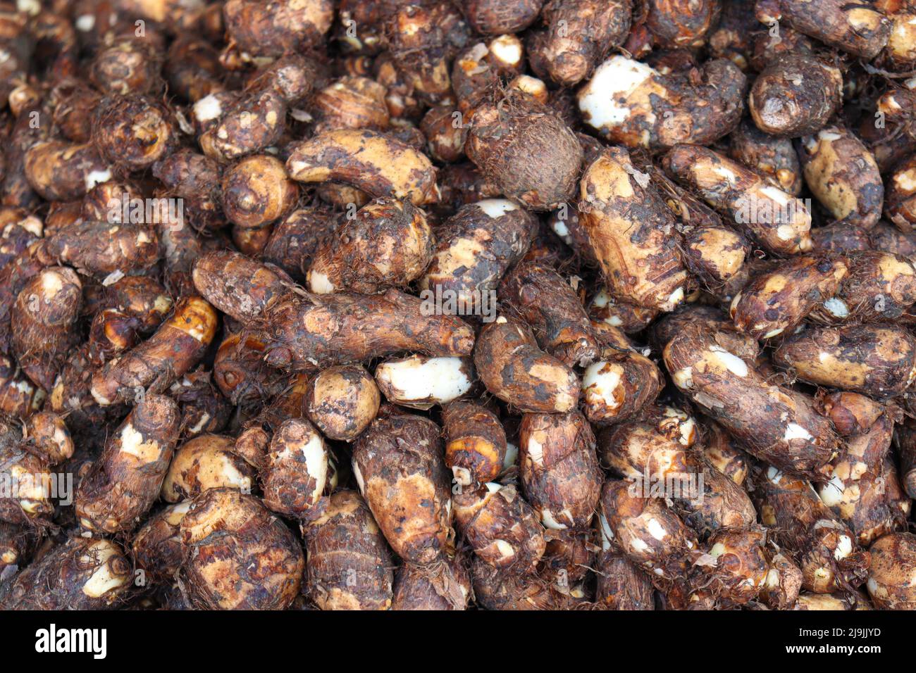 Arbi plant hi-res stock photography and images - Alamy