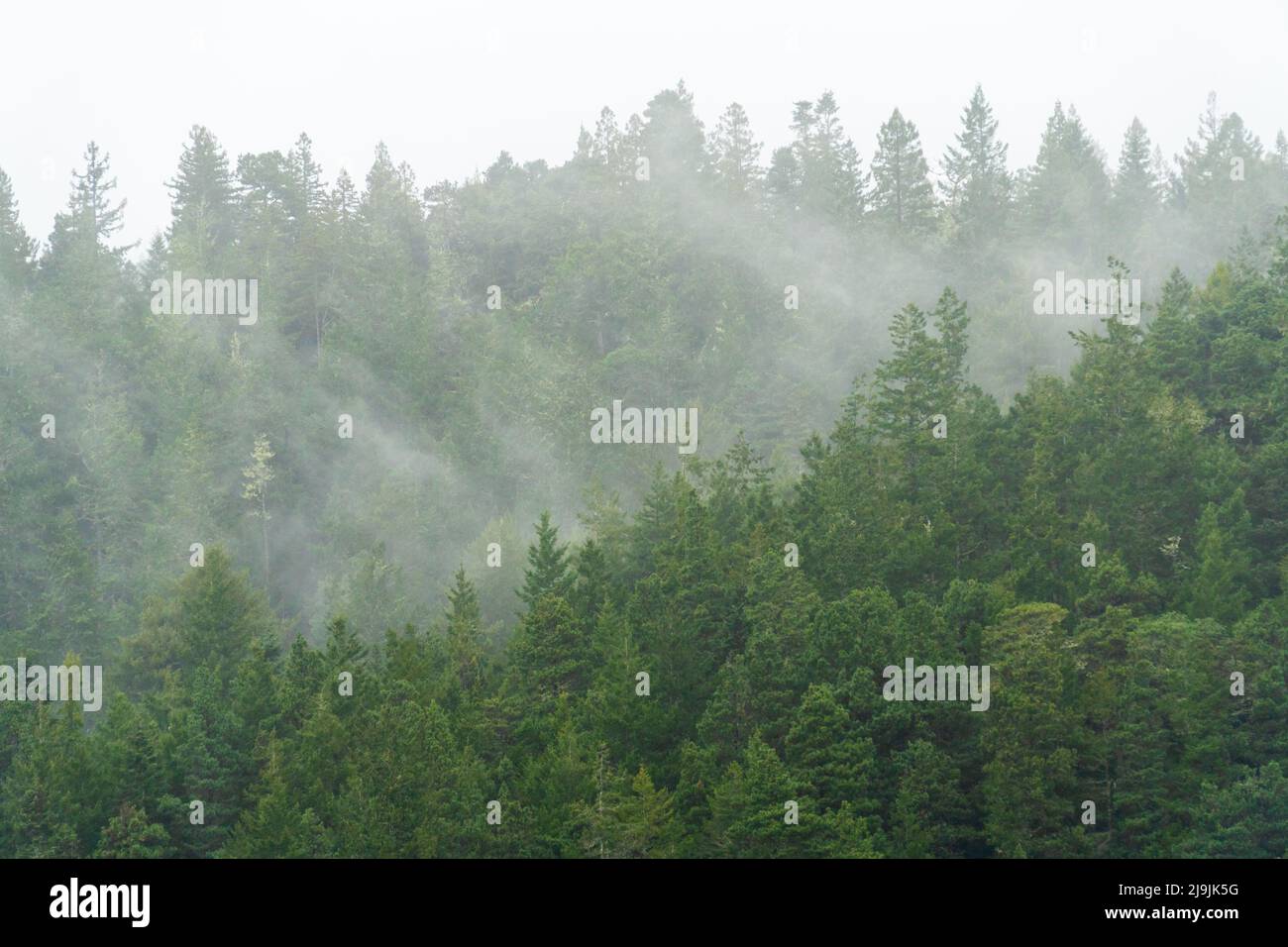 fog clouds and mist rising from the forest trees Stock Photo - Alamy