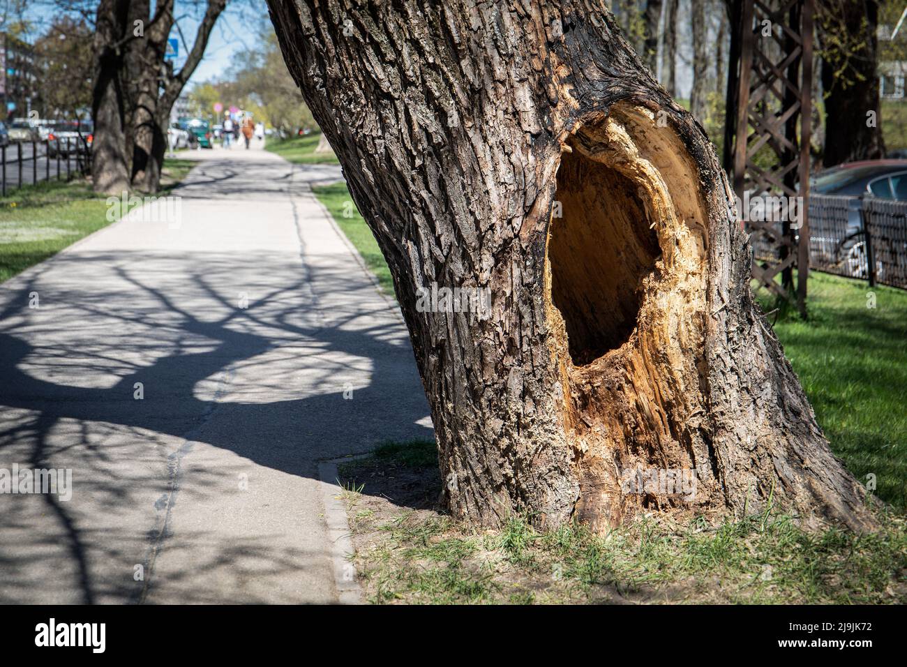 Hollow pine tree stump hi-res stock photography and images - Alamy