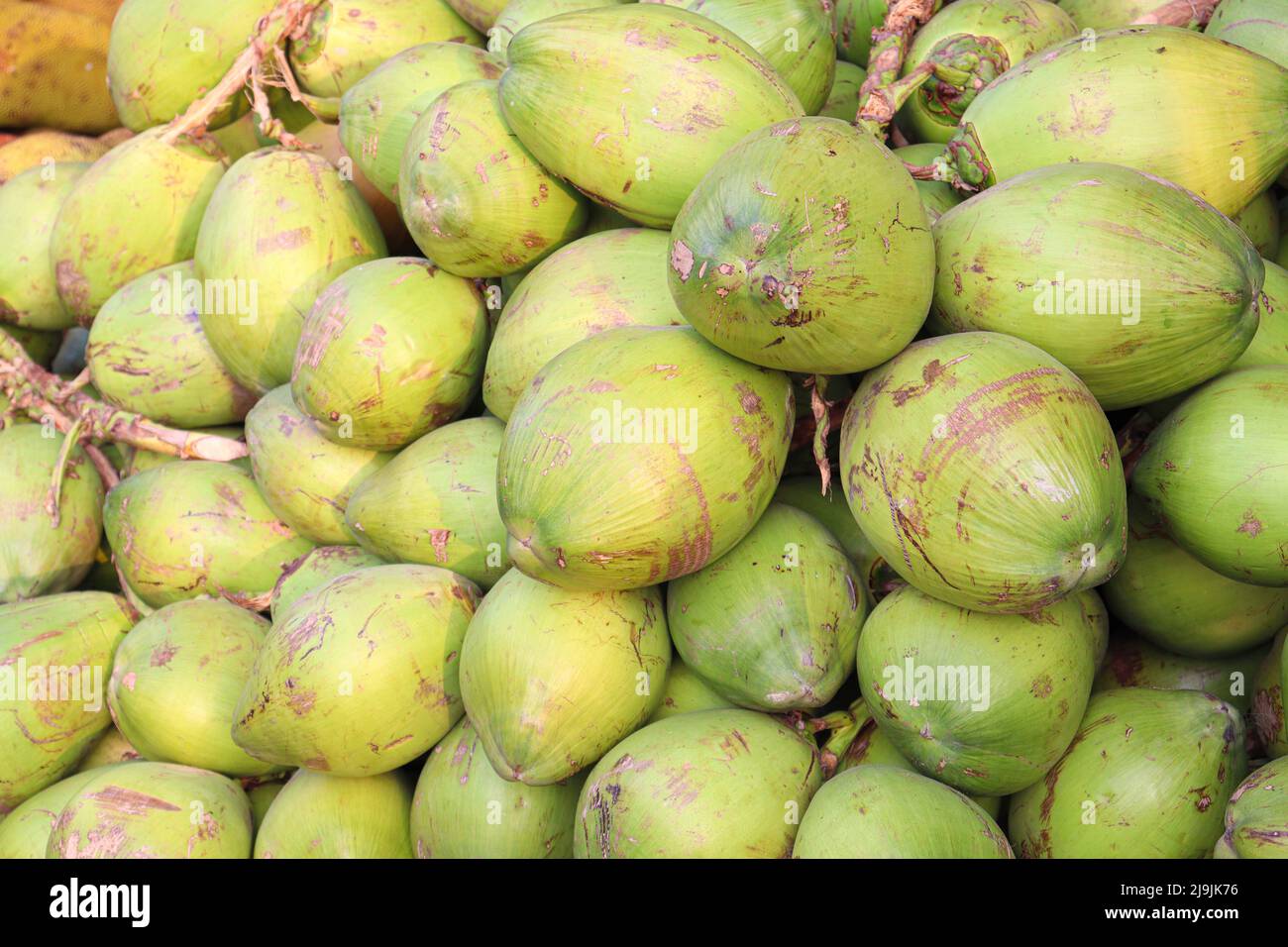 healthy and fresh and tasty raw coconut stock on shop for sell Stock ...