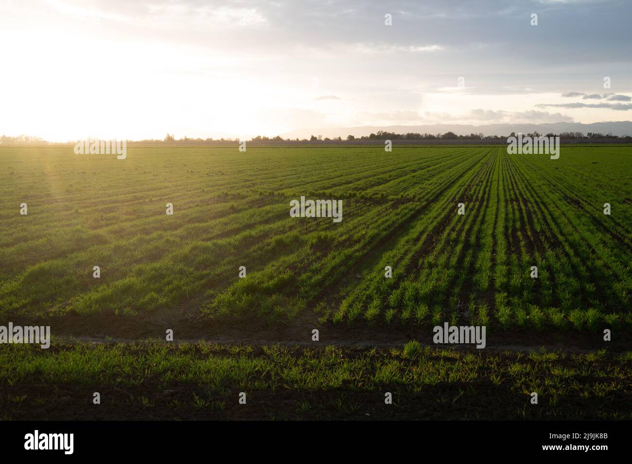 Freshly planted wheat crop hi-res stock photography and images - Alamy