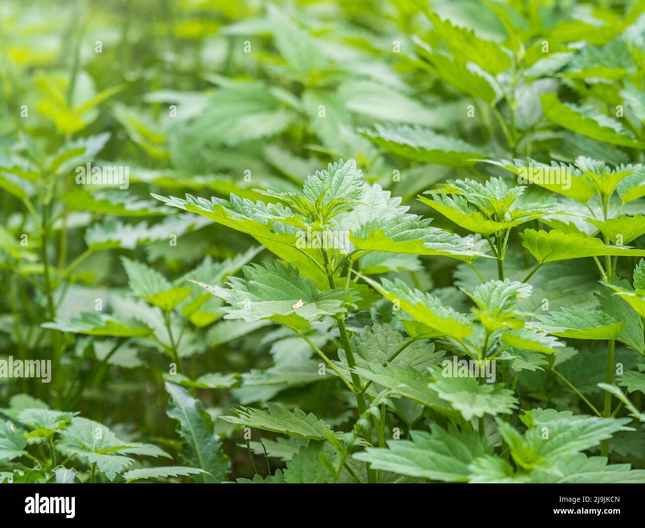 The nettle, Urtica dioica, with green leaves grows in natural thickets ...