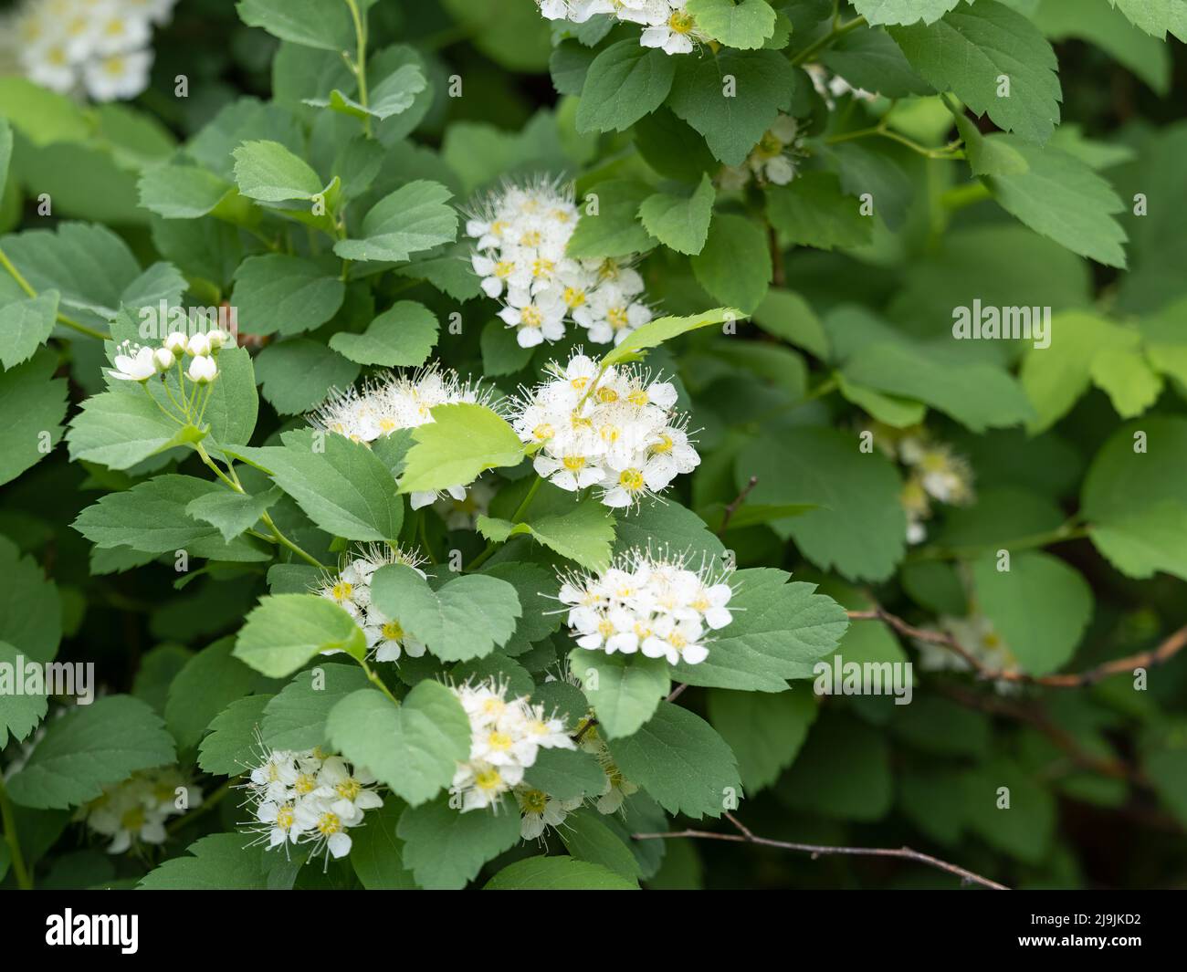 Spiraea chamaedryfolia or germander meadowsweet or elm-leaved spirea ...