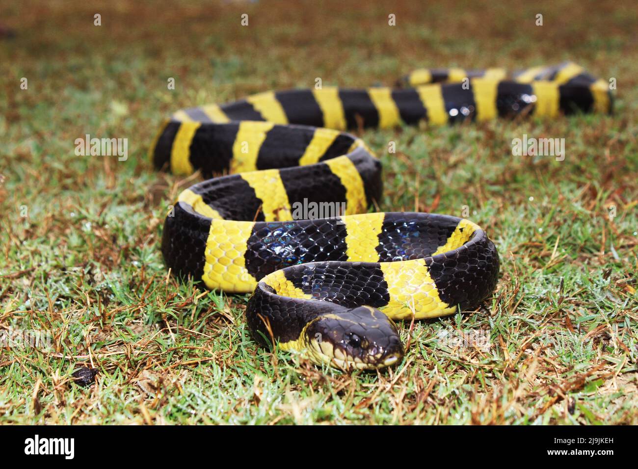 The banded krait is a species of elapid snake found on the Indian ...