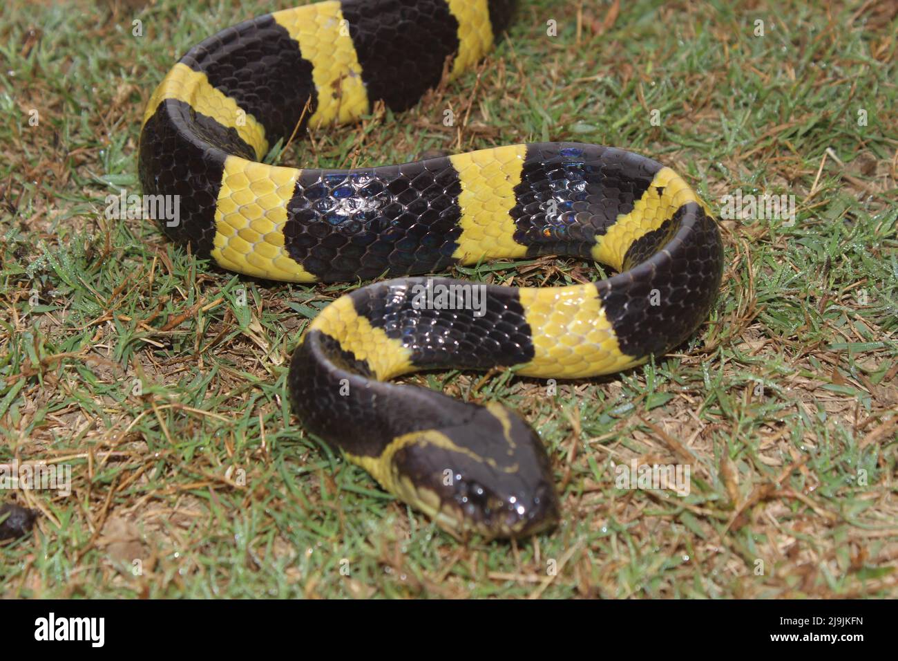 The banded krait is a species of elapid snake found on the Indian ...