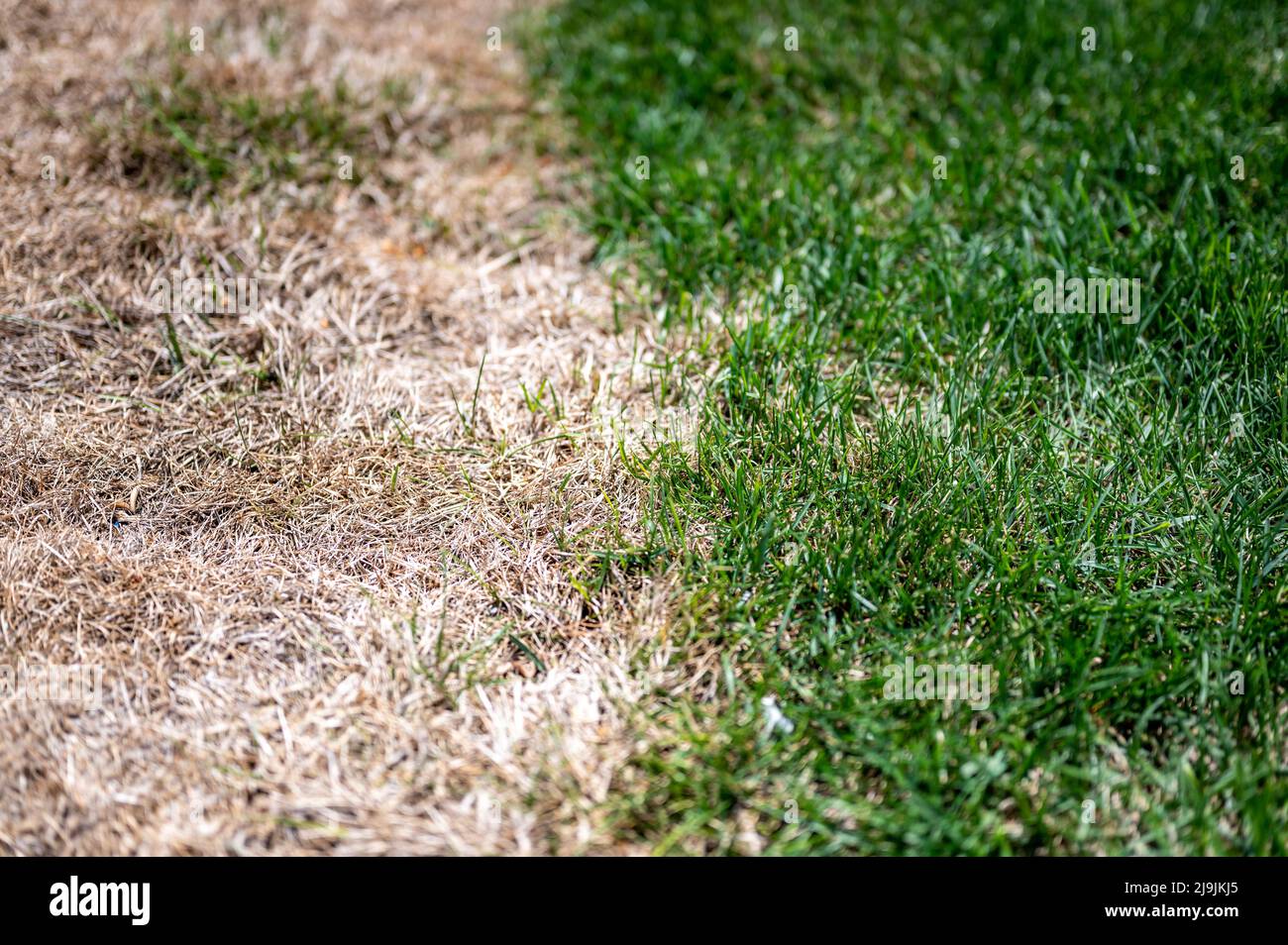 Visible distinction between healthy lawn and chemical burned grass ...