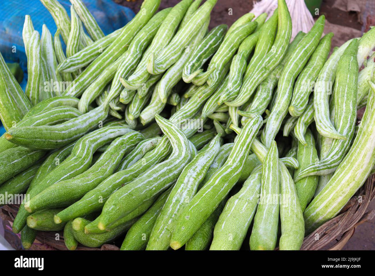 fresh and healthy Snake Gourd stock on shop Stock Photo - Alamy