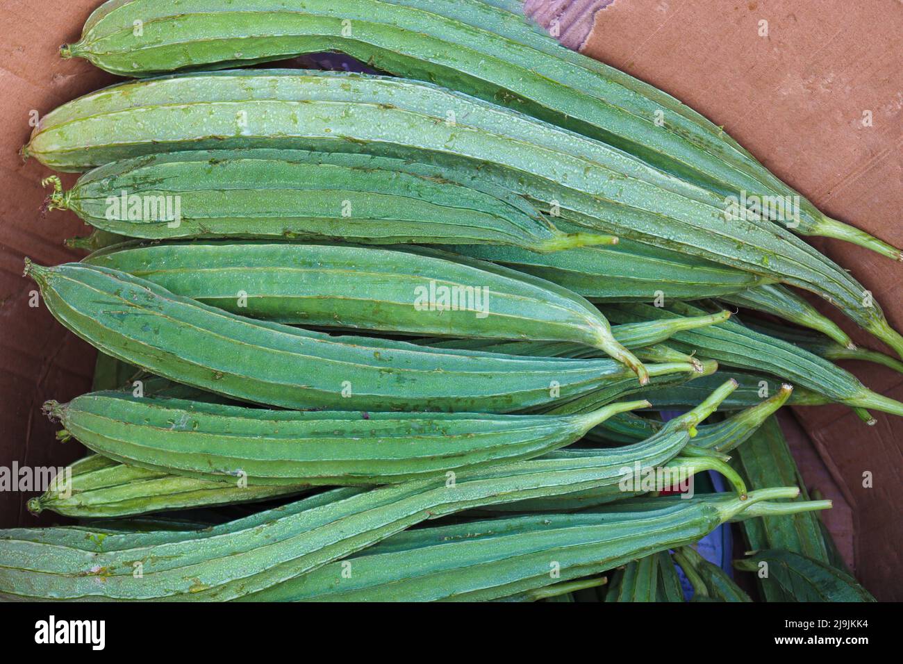 fresh and healthy Snake Gourd stock on shop Stock Photo - Alamy