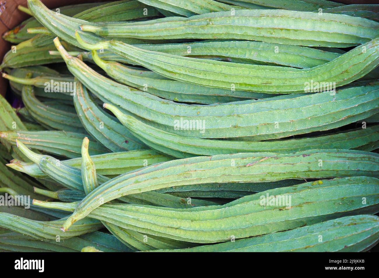 fresh and healthy Snake Gourd stock on shop Stock Photo - Alamy