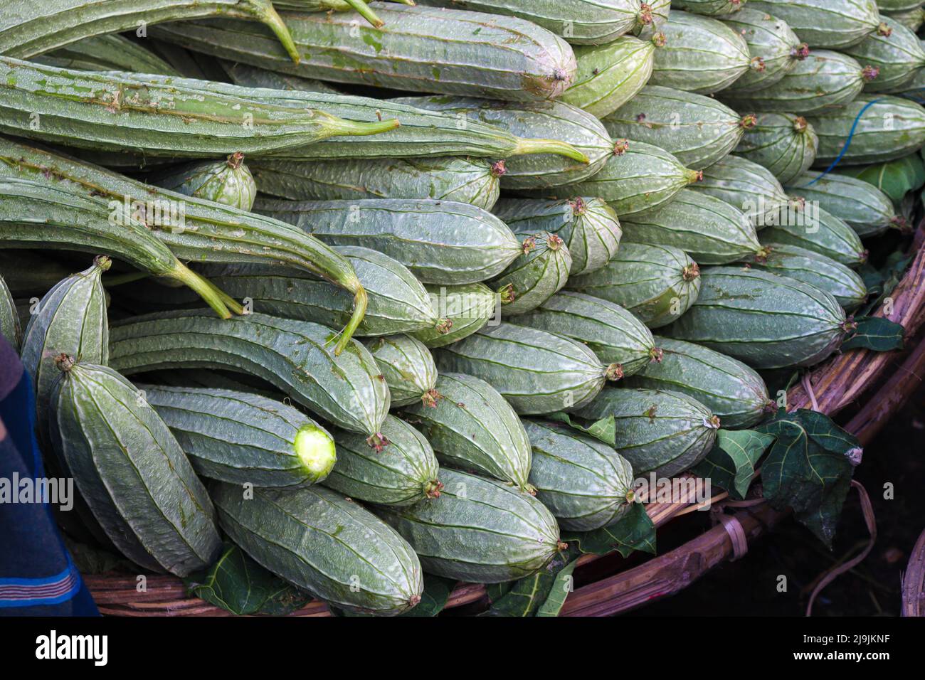 fresh and healthy Snake Gourd stock on shop Stock Photo - Alamy