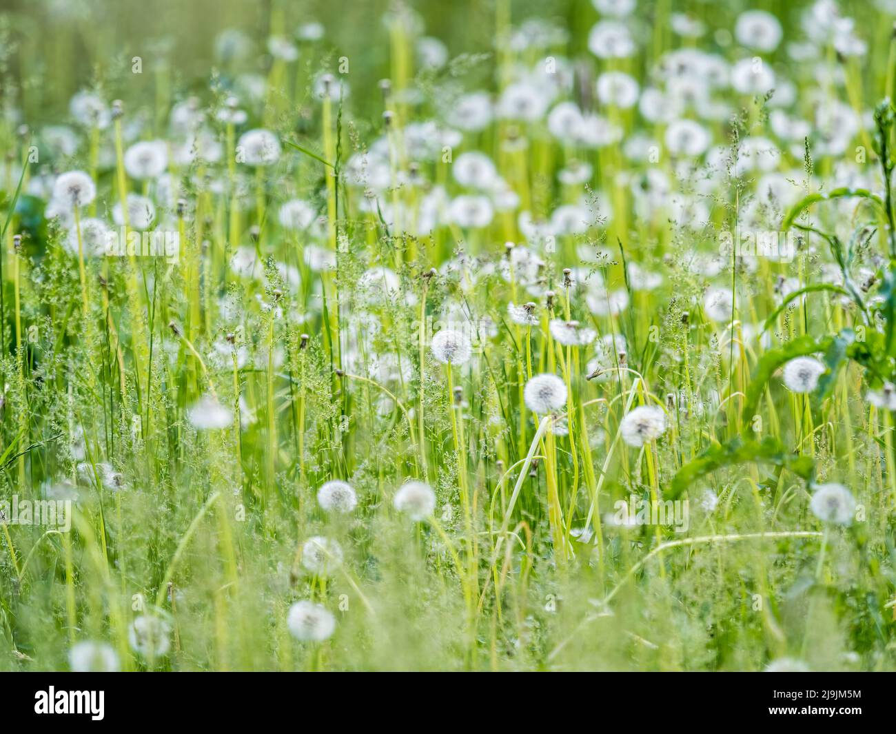 Field with white dandelion flowers. Meadow of white dandelions. Summer ...