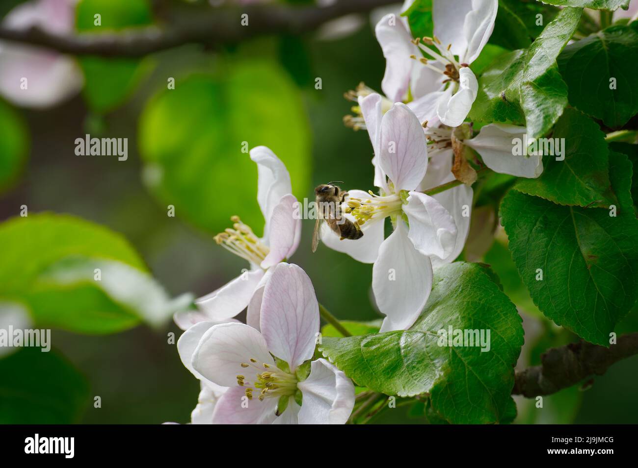 Bee on a apple blossoms collecting pollen and nectar. Spring background ...