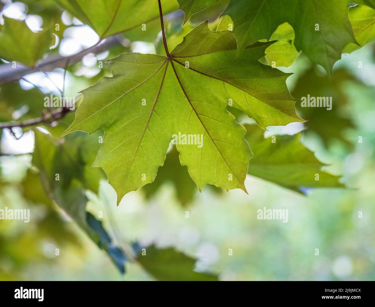 Spring branches of maple tree with fresh green leaves. Spring ...