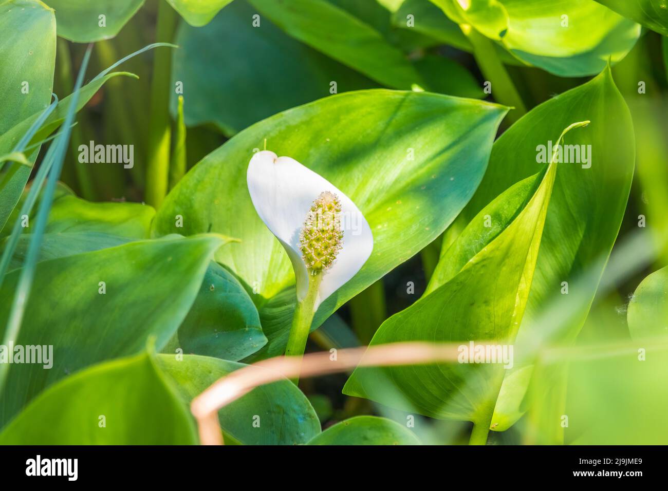 Calla lily seeds hi-res stock photography and images - Alamy