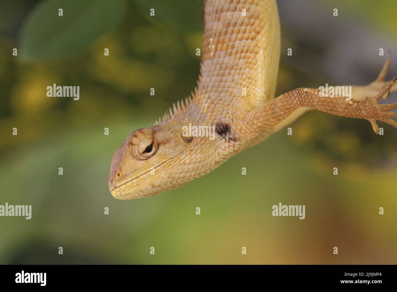 Lizards are a widespread group of squamate reptiles, with over 6,000 ...