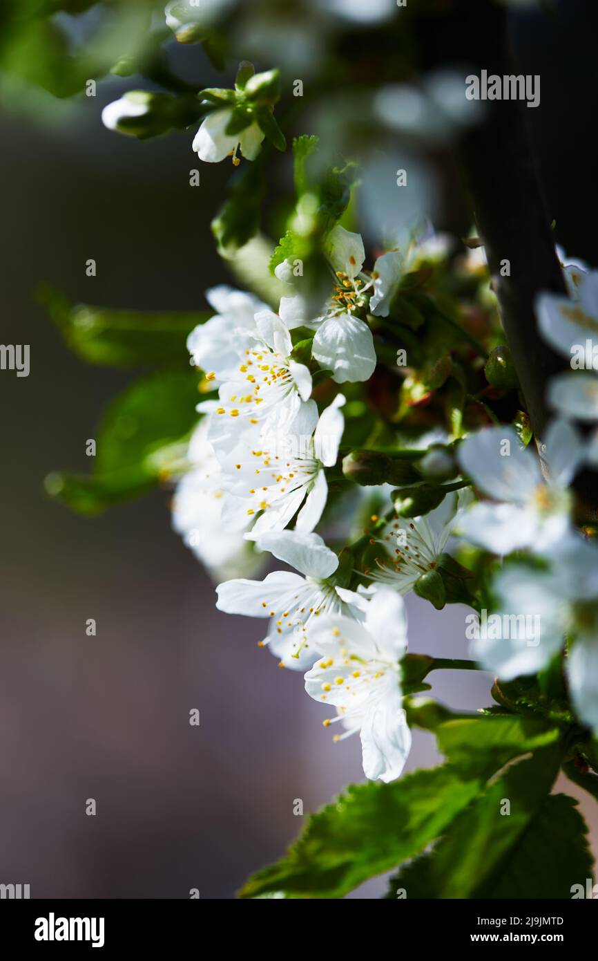 Alive vertical hi-res stock photography and images - Alamy