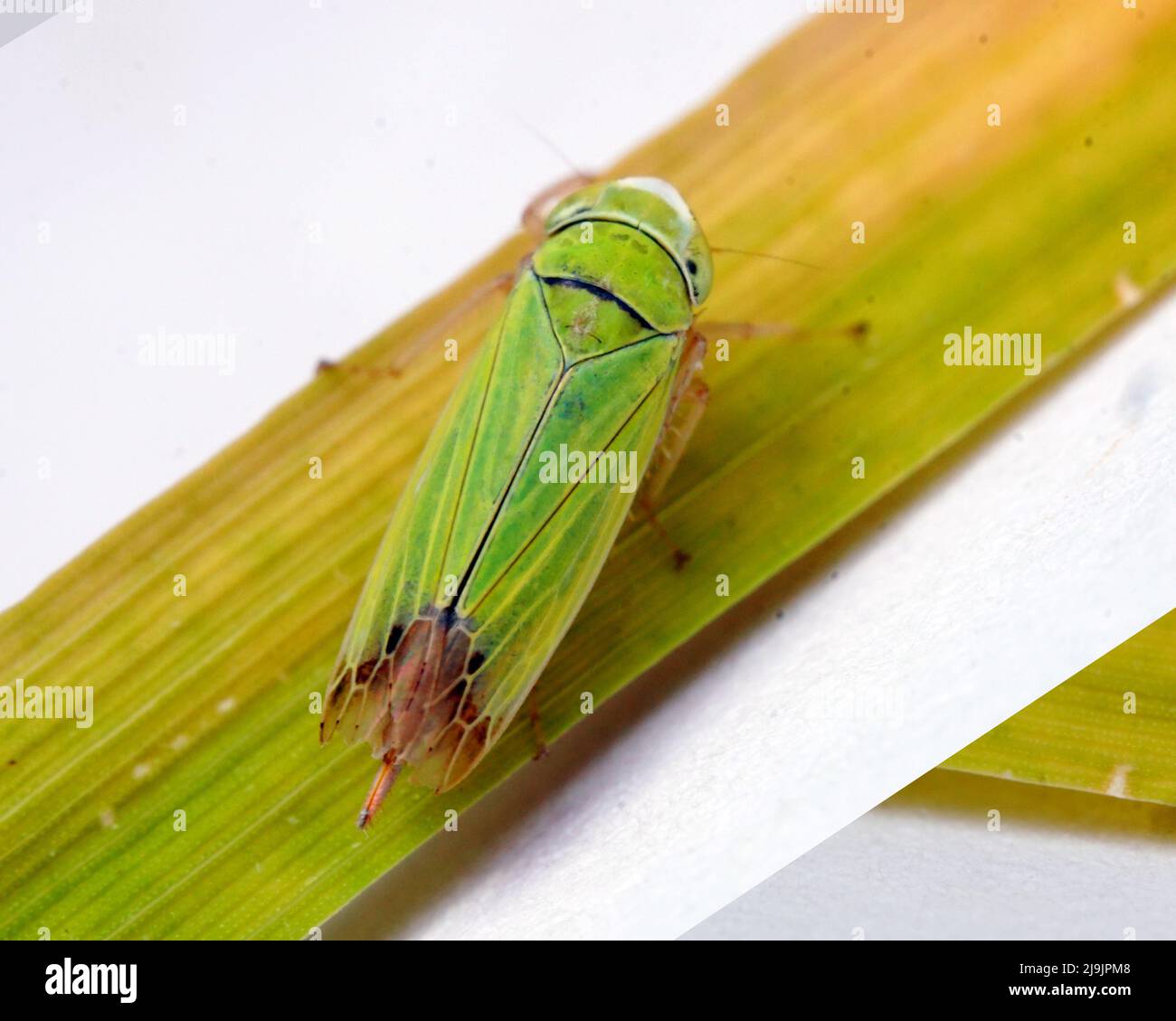 Siphanta acuta (also known as Fish Moth) is a plant-feeding insect in ...
