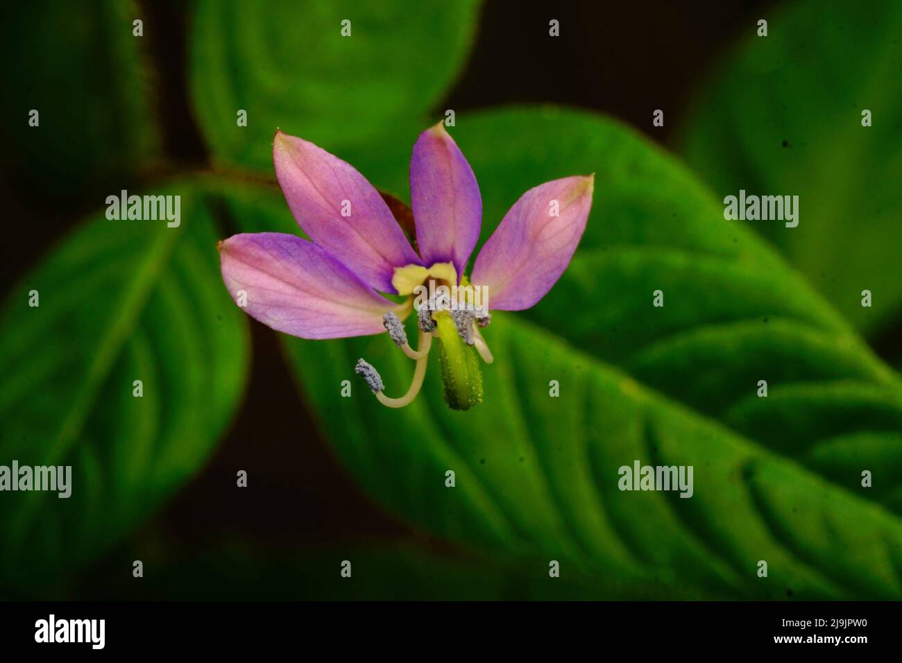 The most amazing photo collection hi-res stock photography and images ...