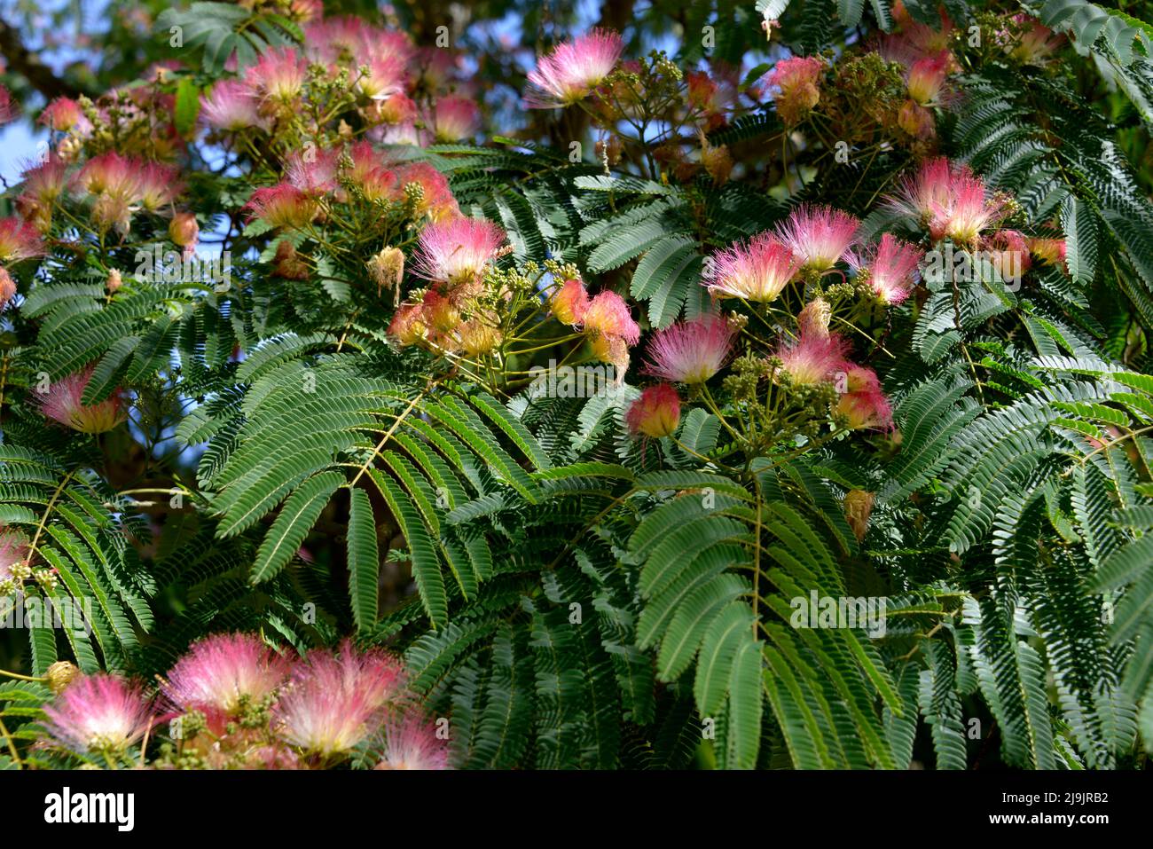 Flowers of Persian silk tree or pink silk tree (Albizia julibrissin) in ...