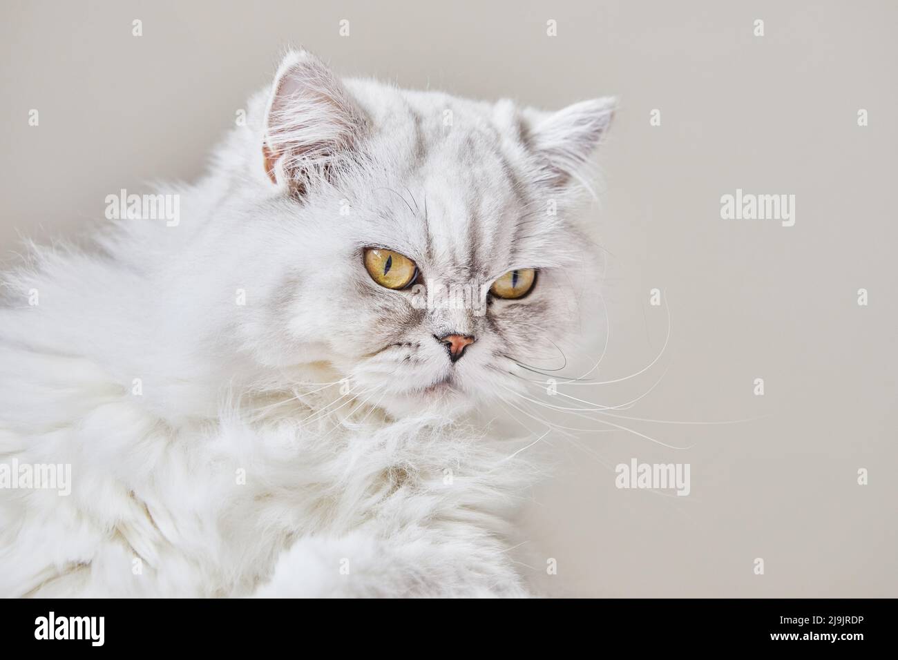 Scottish fold longhair hi-res stock photography and images - Alamy