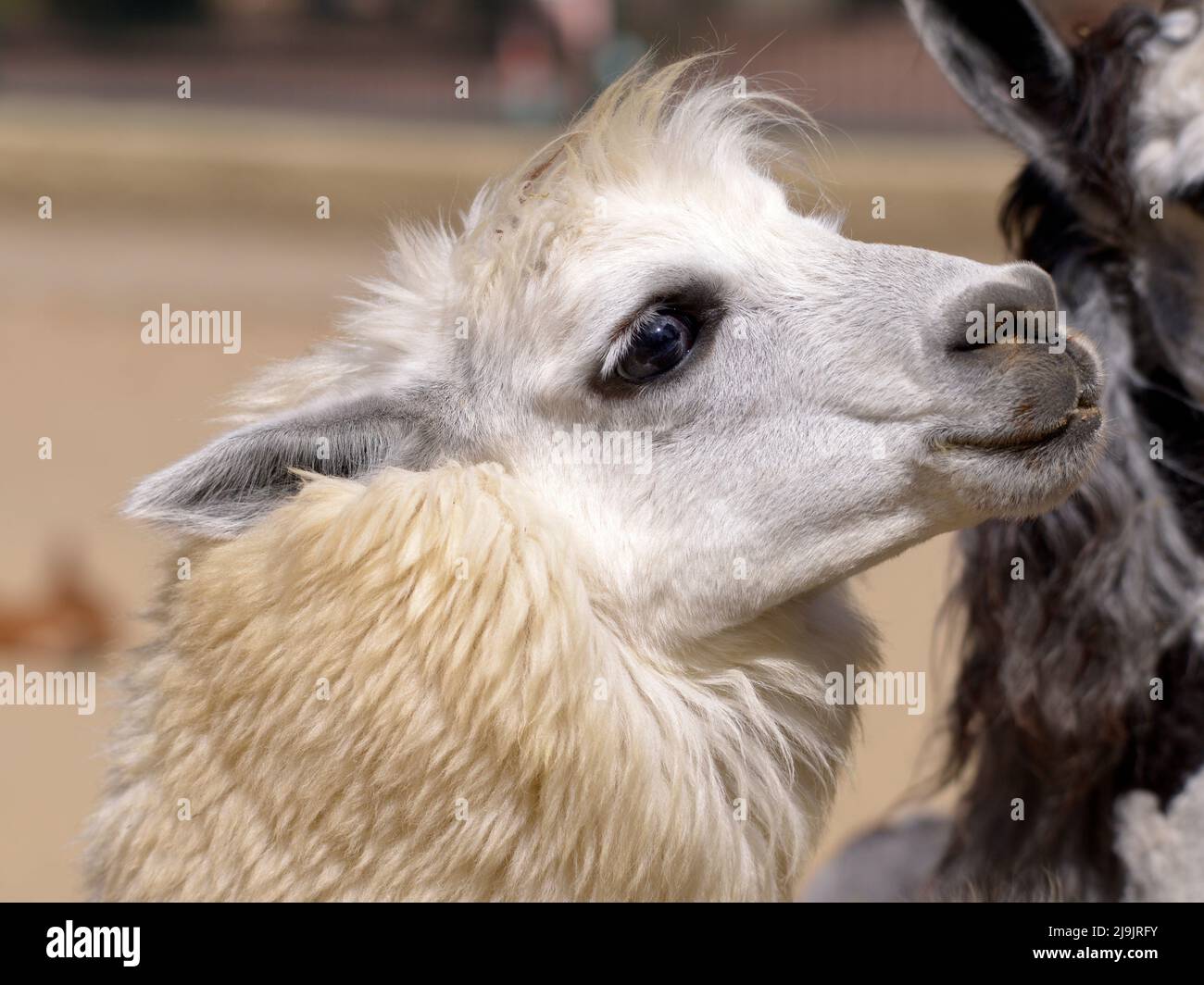 Alpaca nose hi-res stock photography and images - Alamy