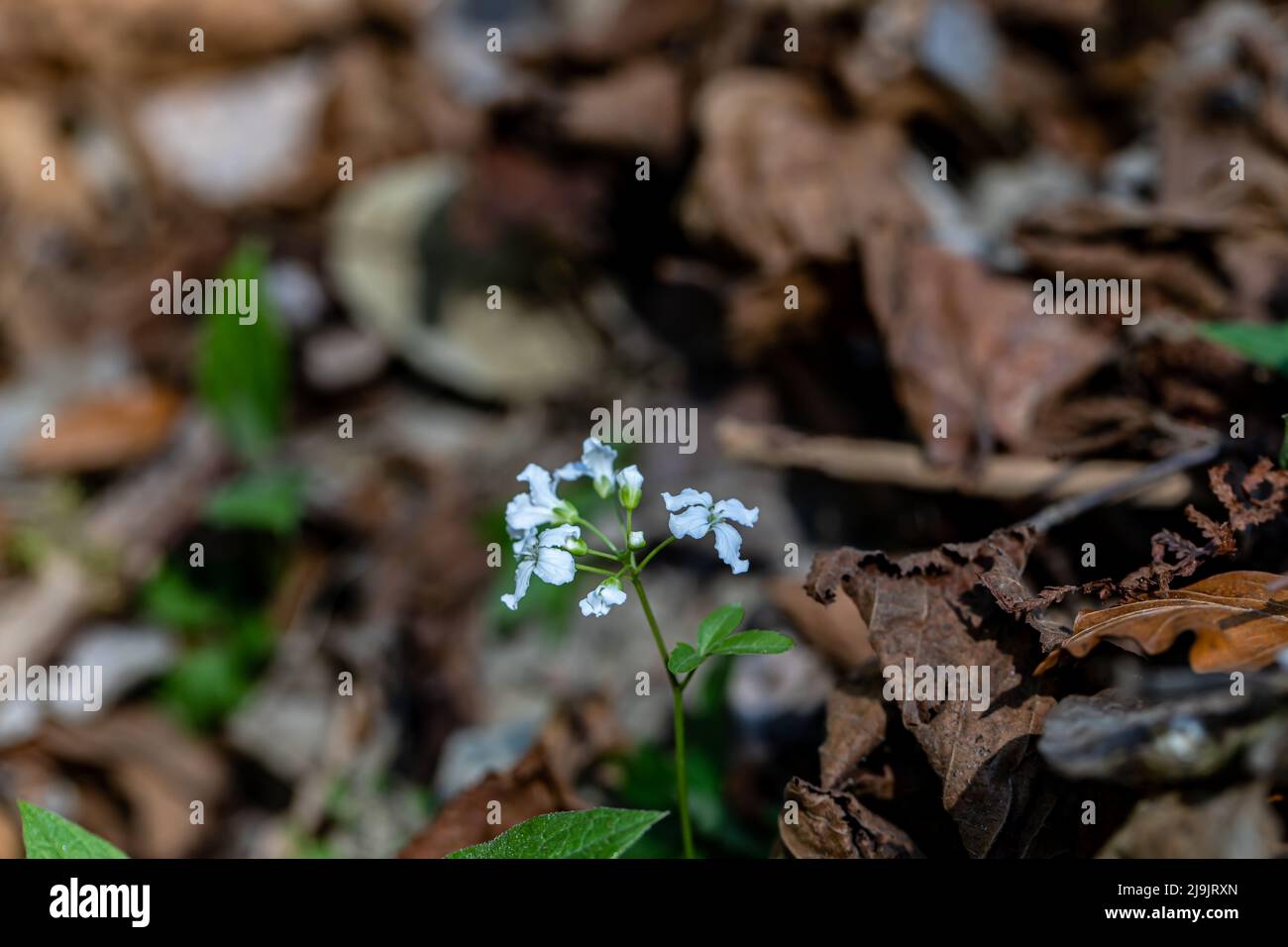 Cardamine trifolia hi-res stock photography and images - Alamy