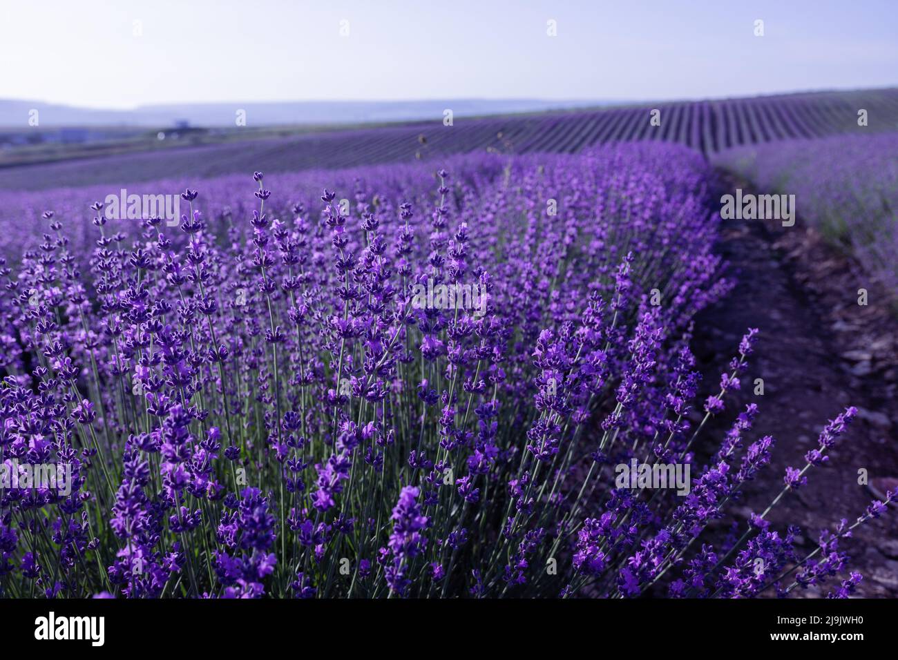 Lavender flower background with beautiful purple colors and bokeh ...
