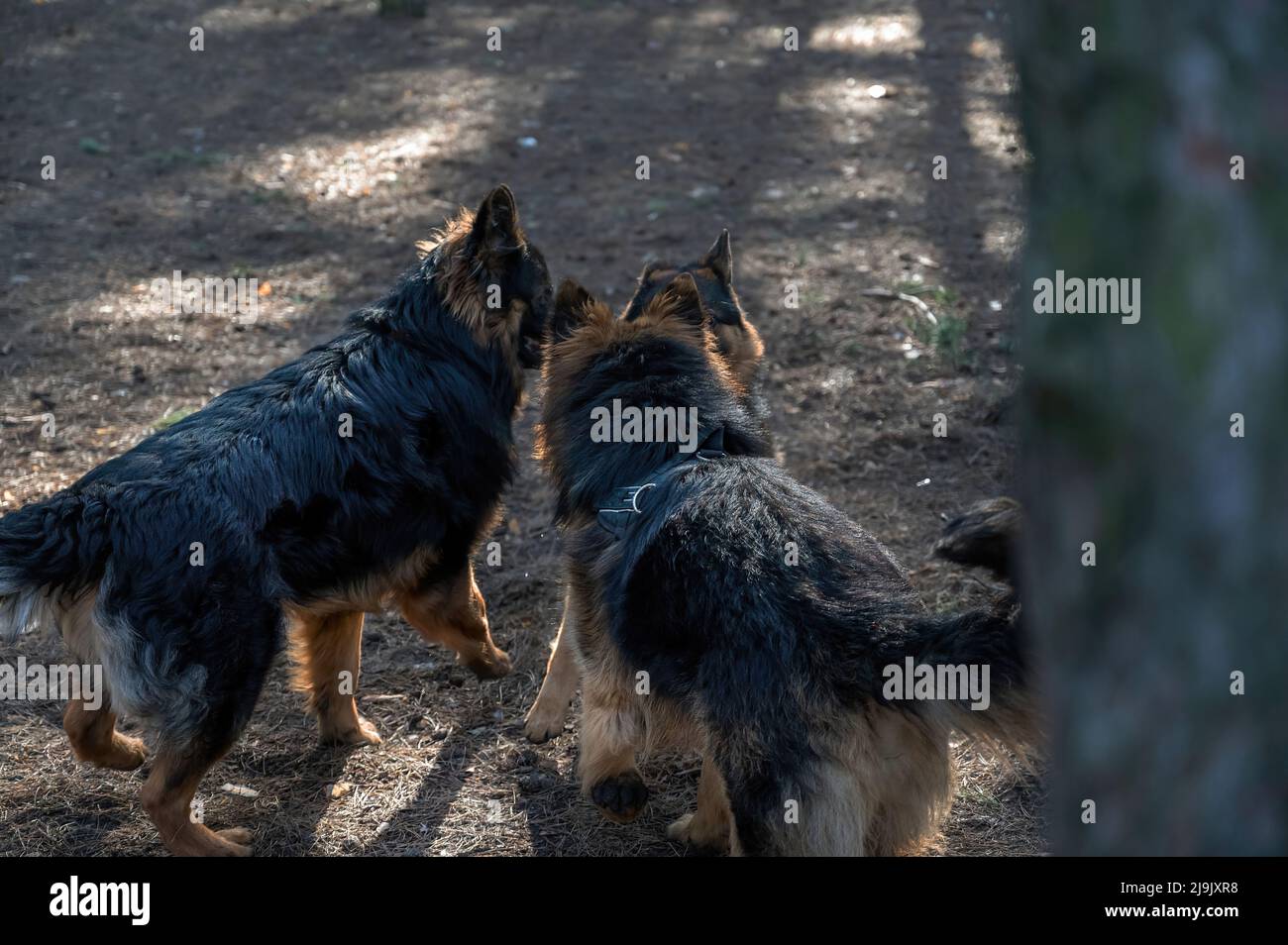 Young dogs frolic in the pine forest. Two males and a female German ...