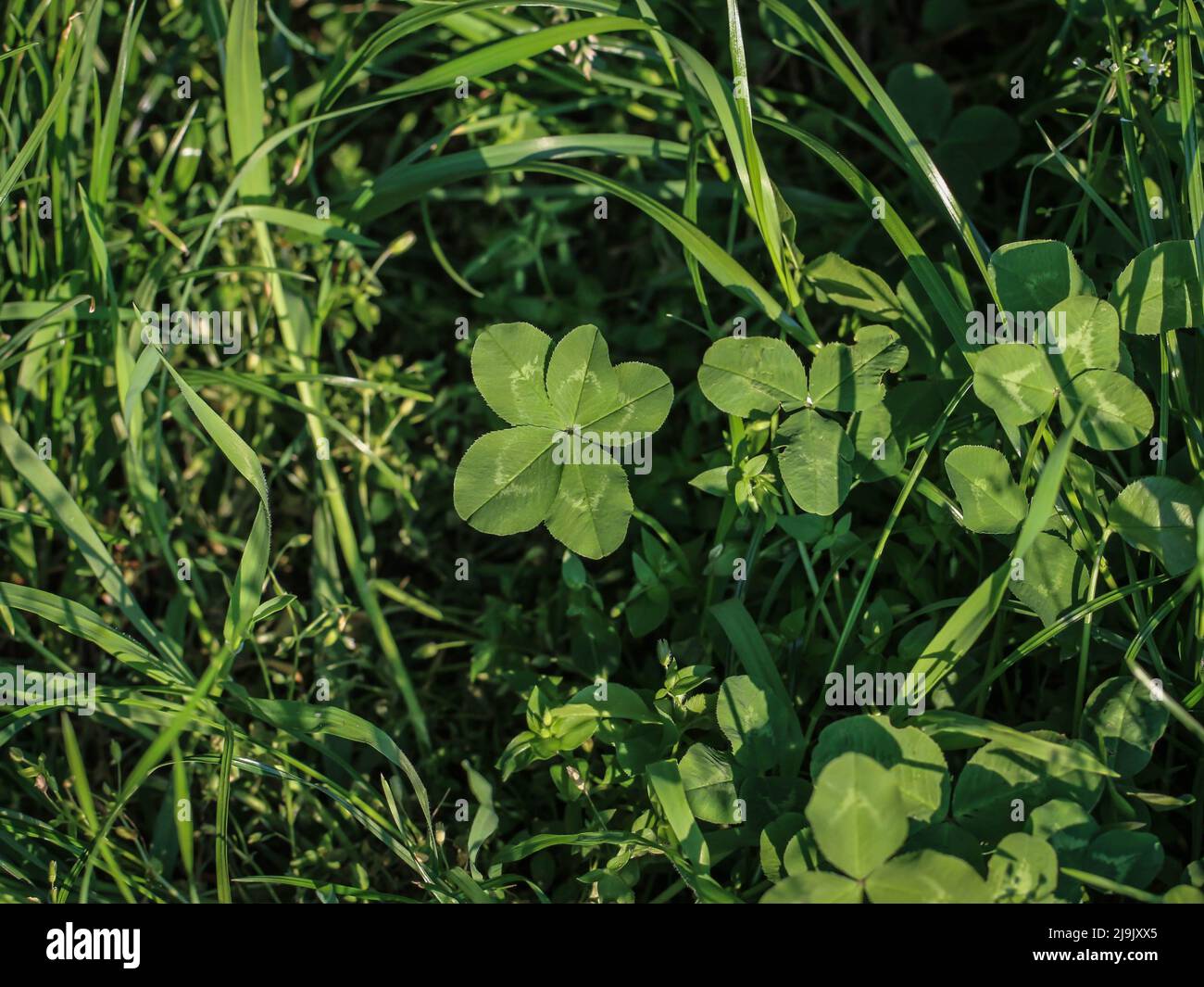 Single clover Trifolium repens with five leaves in the grass Stock ...