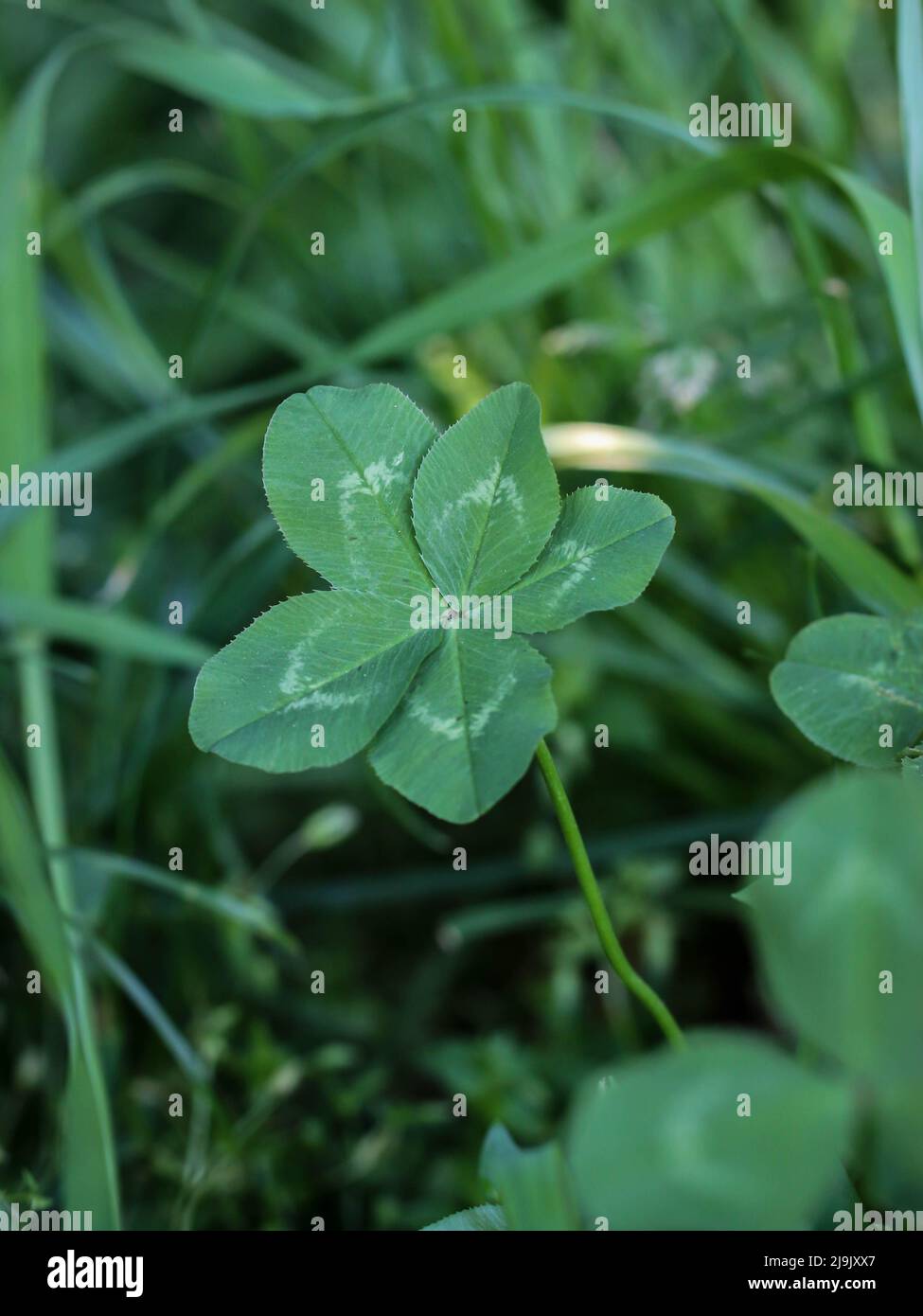 Single clover Trifolium repens with five leaves in the grass Stock ...