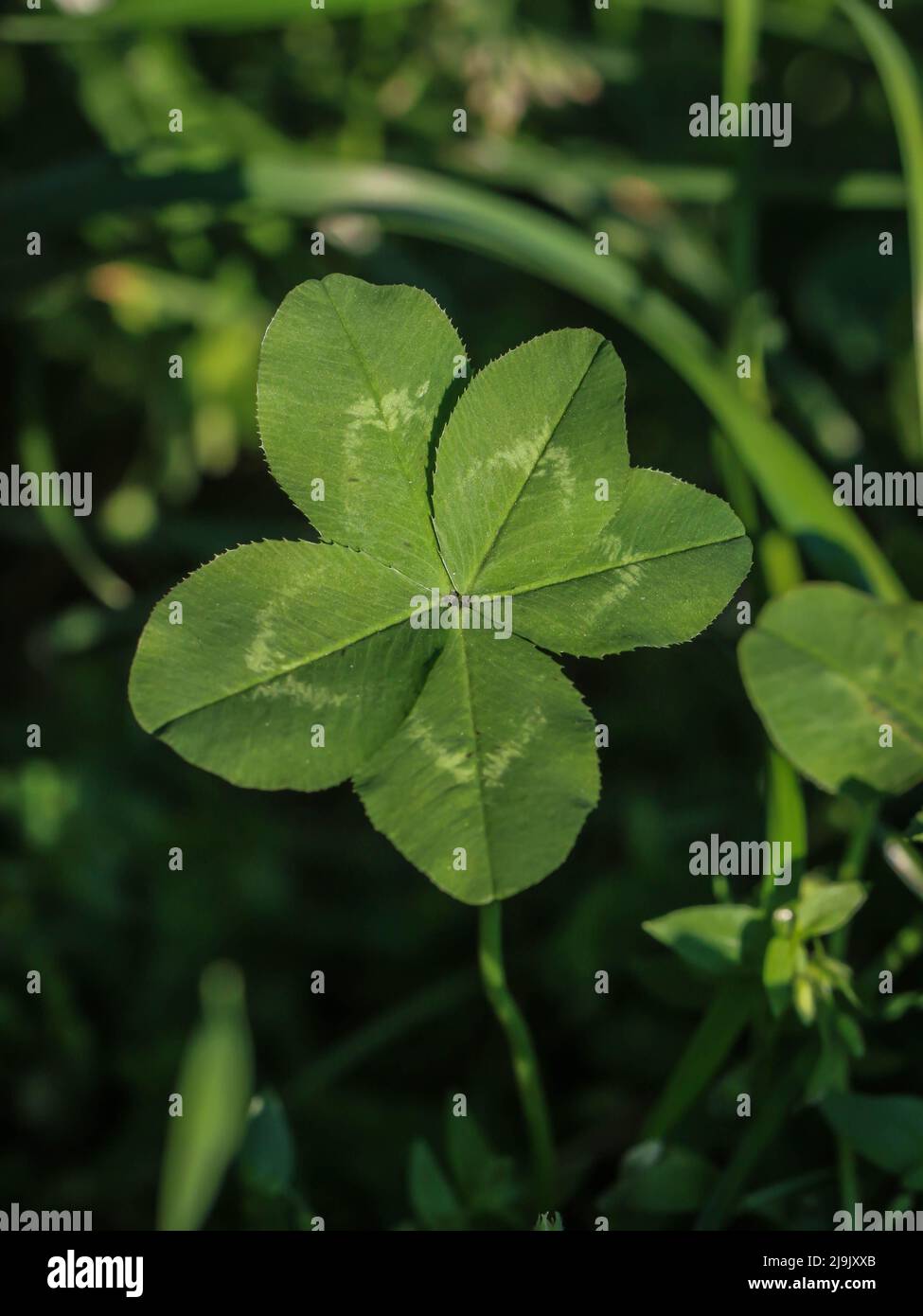 Single clover Trifolium repens with five leaves in the grass Stock ...