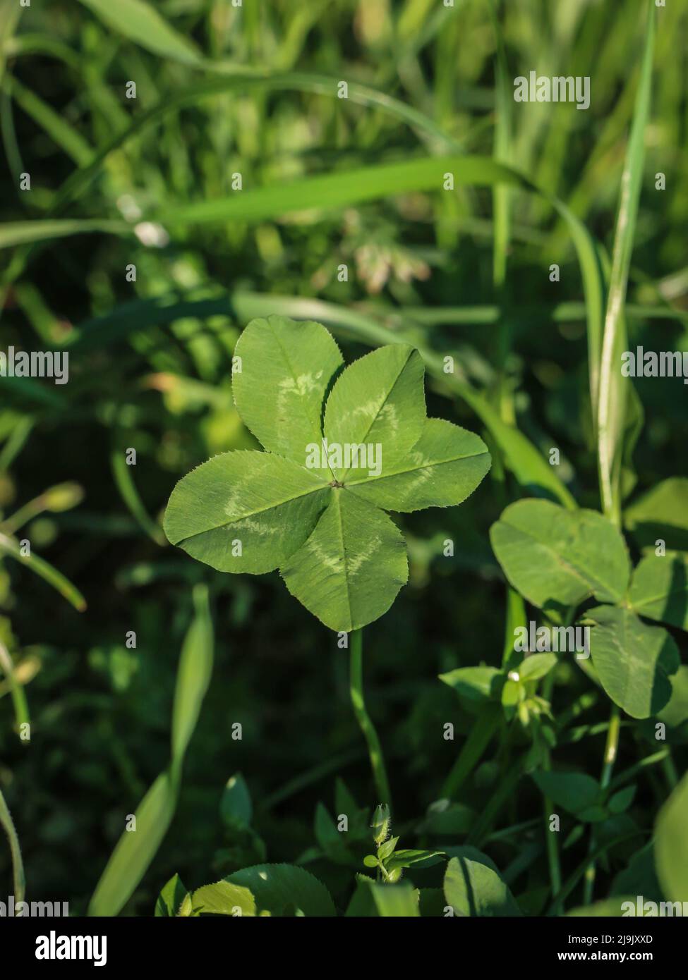 Single clover Trifolium repens with five leaves in the grass Stock ...