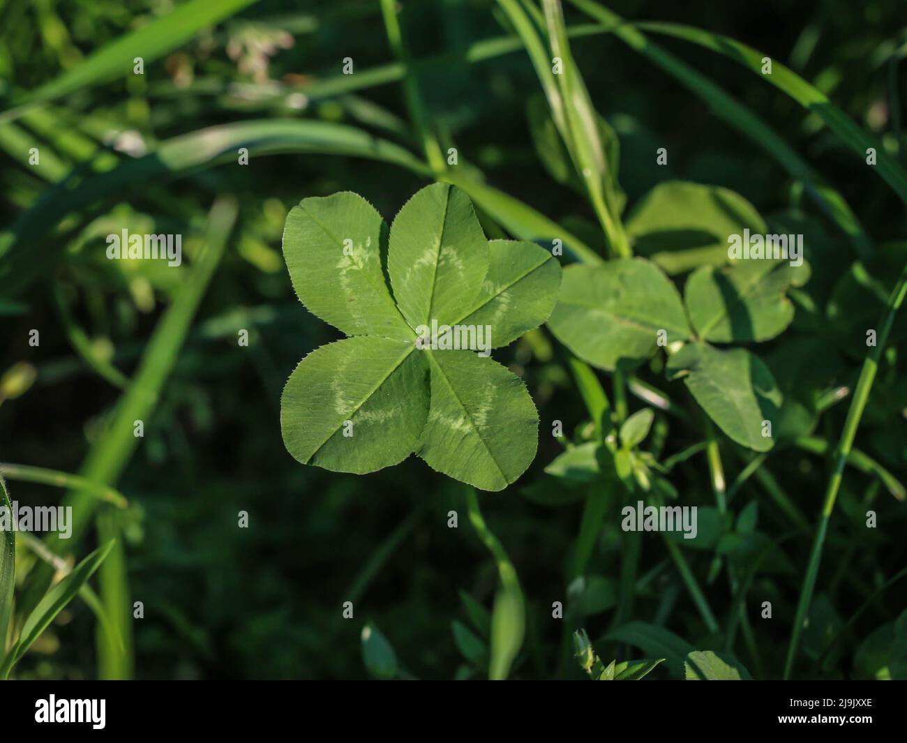 Single clover Trifolium repens with five leaves in the grass Stock ...