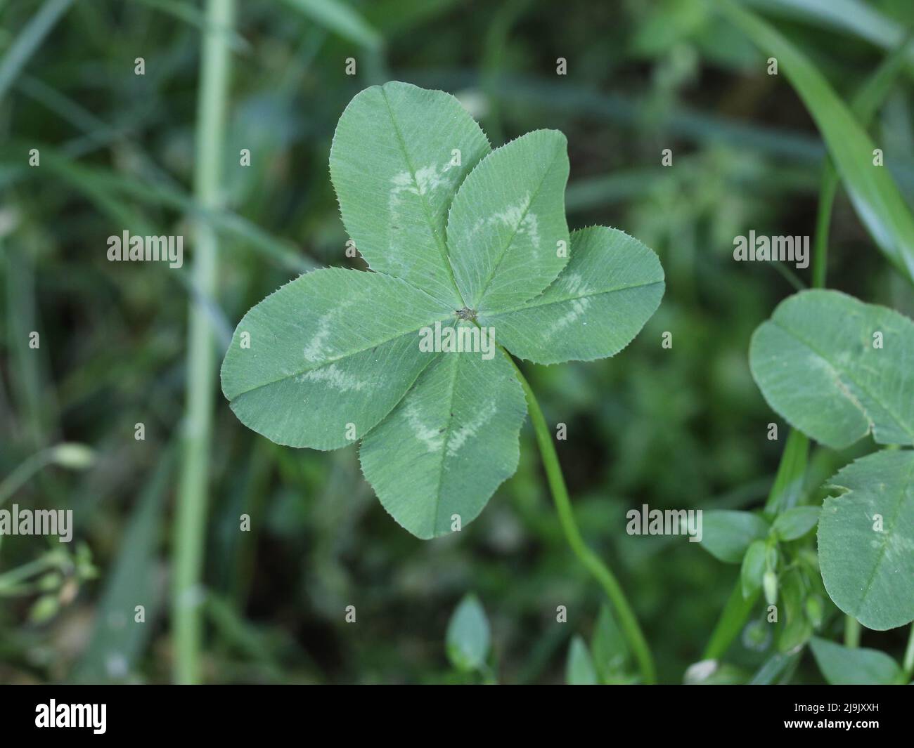 Single clover Trifolium repens with five leaves in the grass Stock ...