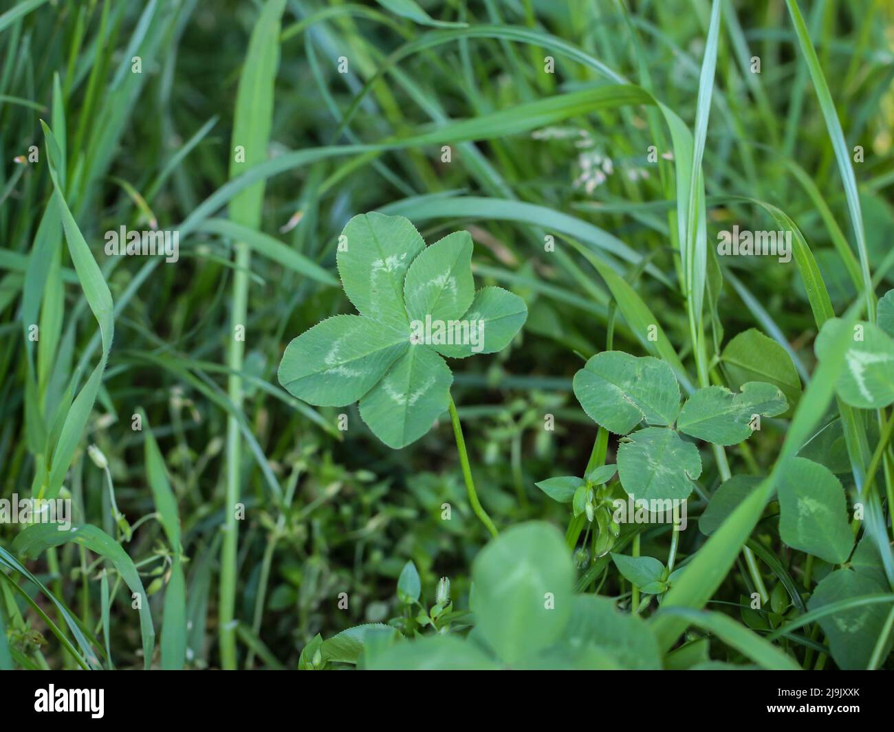Single clover Trifolium repens with five leaves in the grass Stock ...