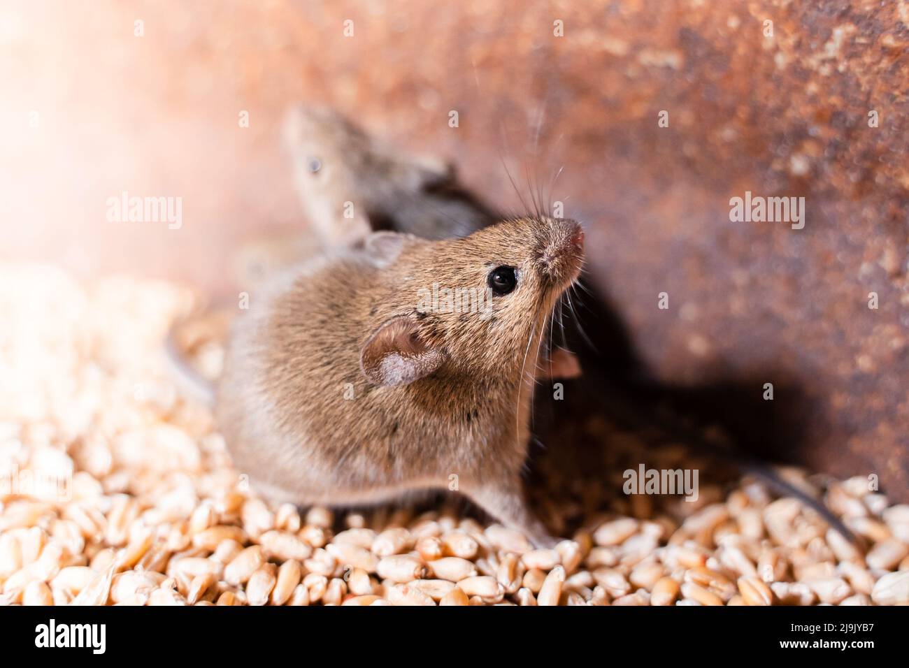Field mouse close-up in a granary. Damage to the wheat crop by rodents ...