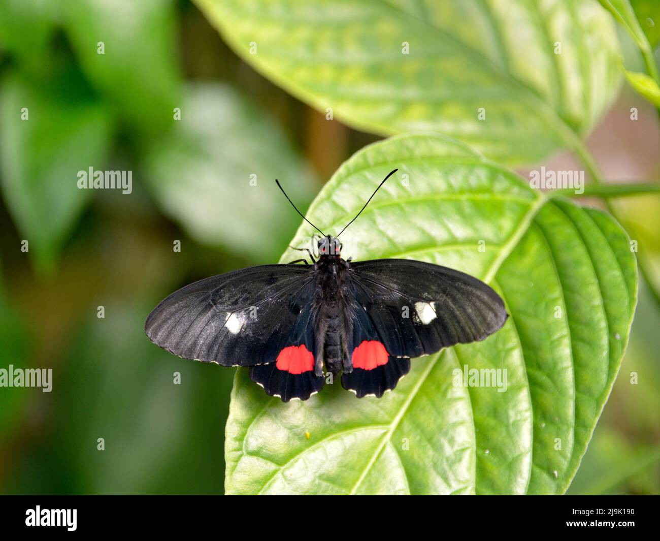Butterfly abdomen hi-res stock photography and images - Alamy
