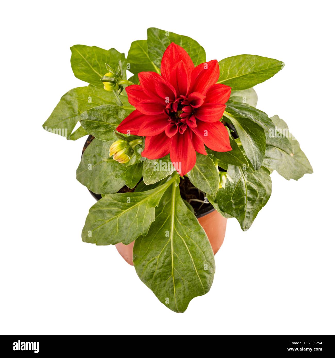 Red plastic flower pot Cut Out Stock Images & Pictures - Alamy