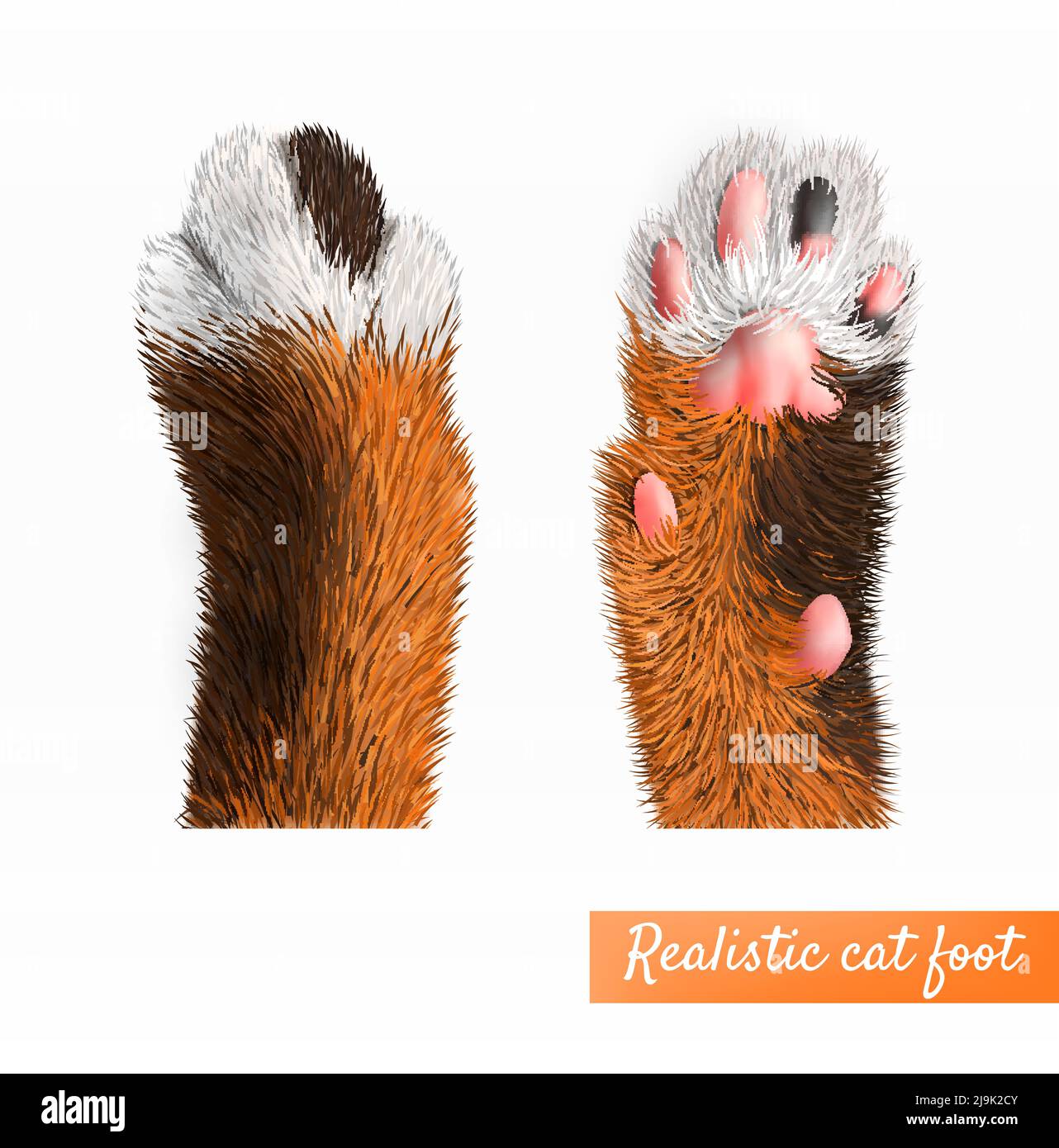 Realistic pretty cat foot top and bottom view set isolated on white ...