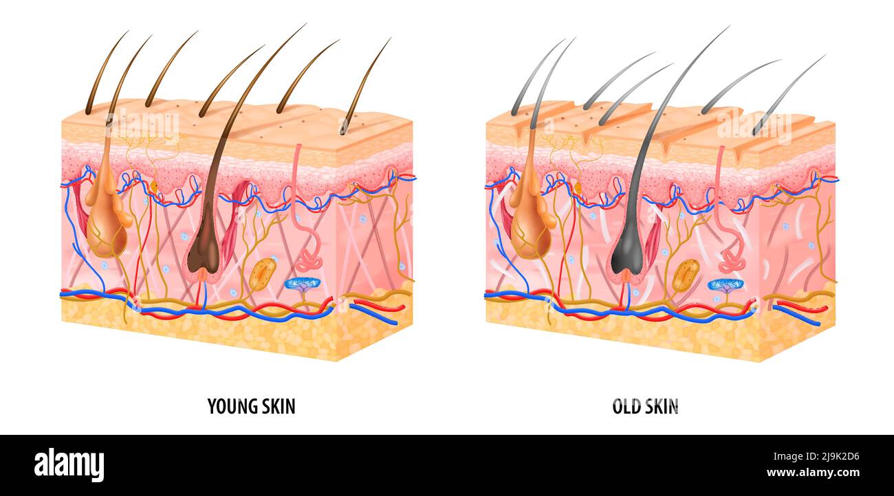 Anatomical structure of young and old skin realistic isolated vector ...