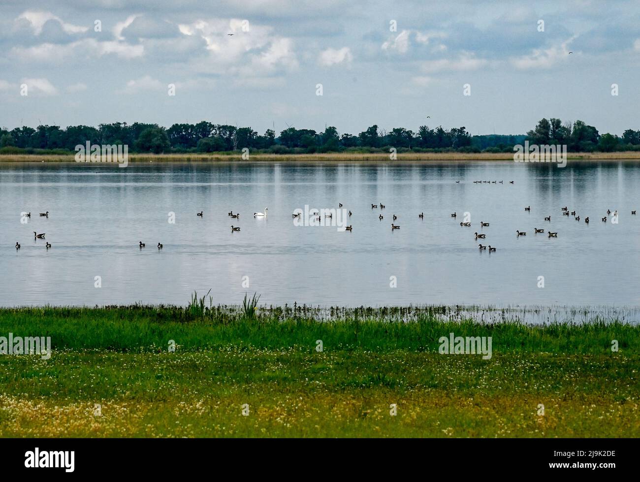 Havelaue, Germany. 17th May, 2022. Lake Gülper in the northwest of the ...