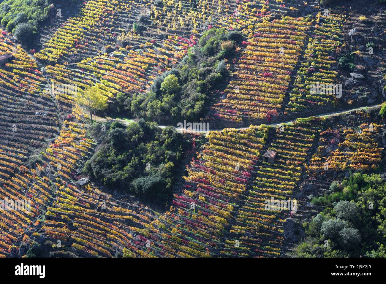 Forest grows in the space of an abandoned vineyard surrounded by autumn ...